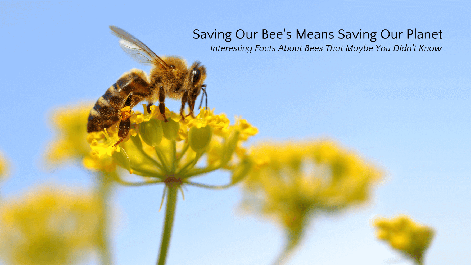 Stash Boxes - Lockable & Smell Proof Boxes, Bzz Box